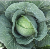 Lefroy Valley Seeds New Zealand - Lefroy Valley is New Zealand's top ...