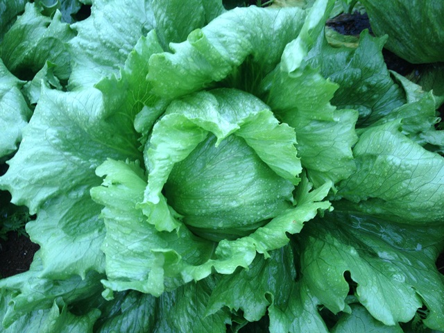 Lefroy Valley Seeds New Zealand - Lefroy Valley is New Zealand's top ...