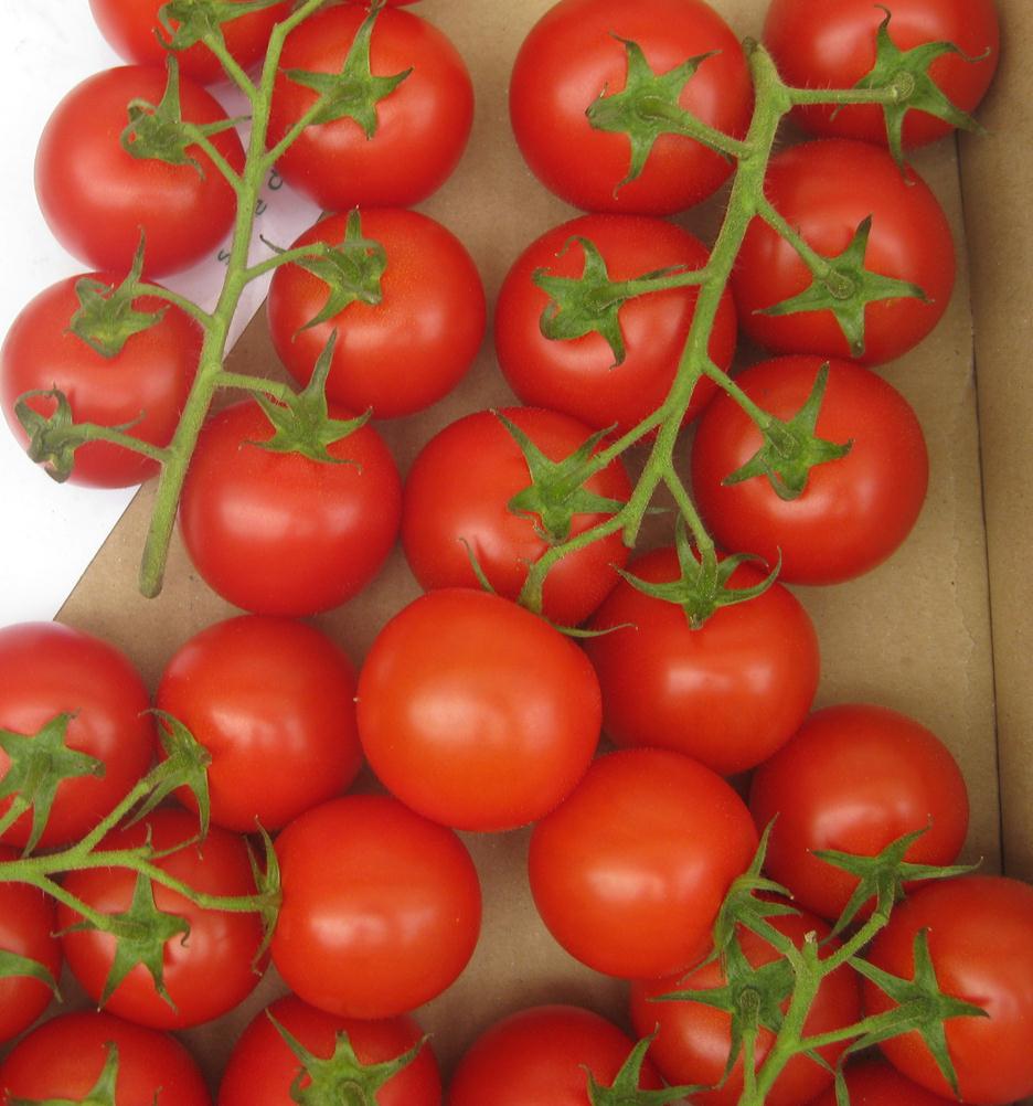 Lefroy Valley Seeds New Zealand - Lefroy Valley is New Zealand's top ...