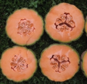 Lefroy Valley Seeds New Zealand - Lefroy Valley is New Zealand's top ...