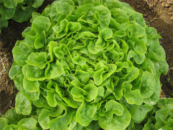 Lefroy Valley Seeds New Zealand - Lefroy Valley is New Zealand's top ...