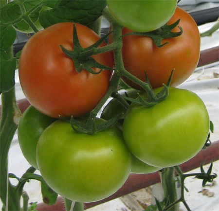 Lefroy Valley Seeds New Zealand - Lefroy Valley is New Zealand's top ...