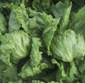 Lefroy Valley Seeds New Zealand - Lefroy Valley is New Zealand's top ...